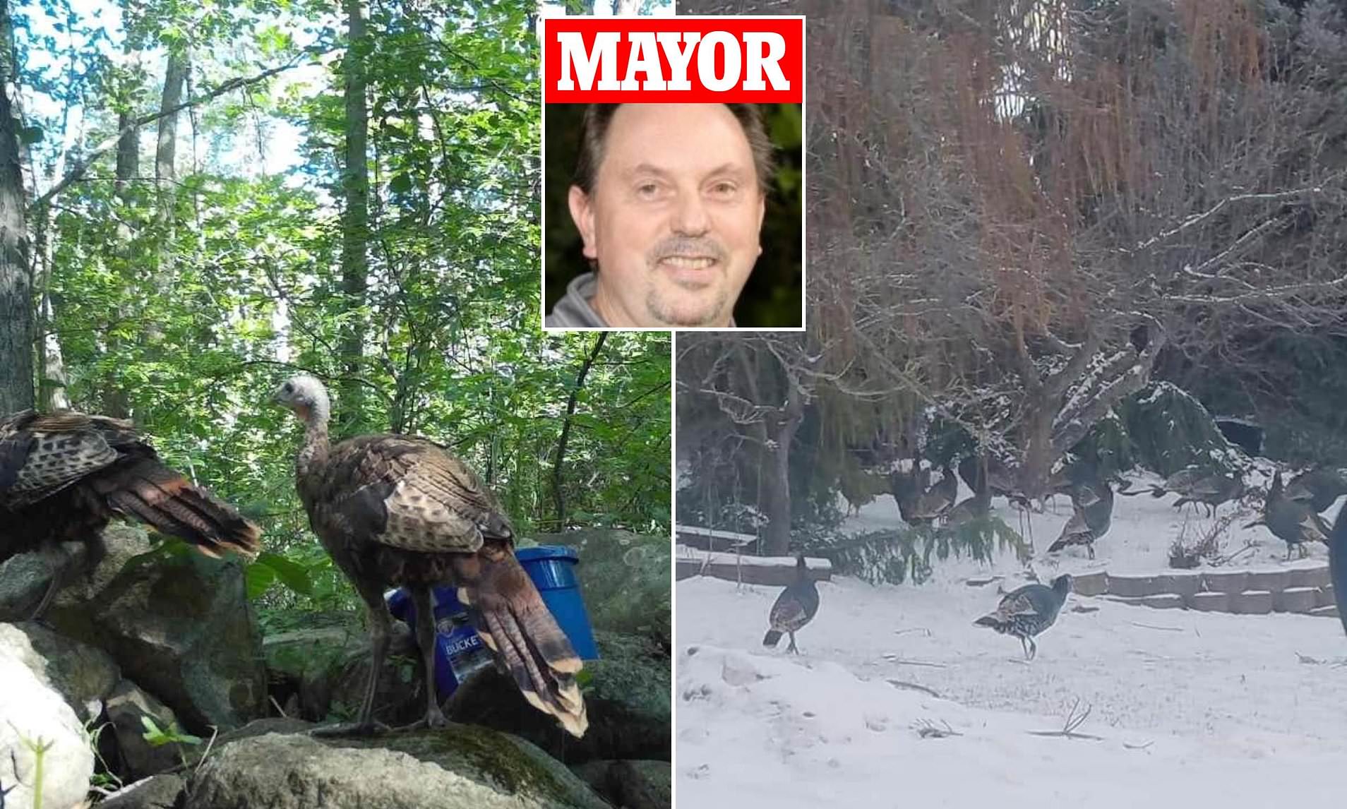 The city overrun with wild turkeys - if you feed the beasts you can end ...