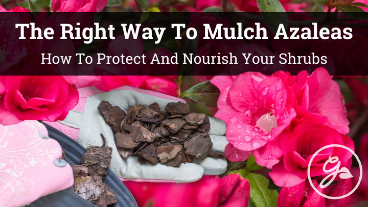 How to mulch azaleas the right way | Easy gardening tips