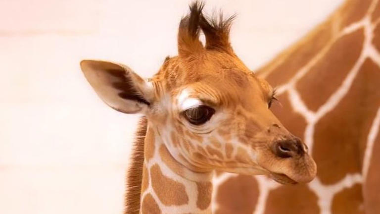 Fort Worth Zoo invites public to name newest baby giraffe