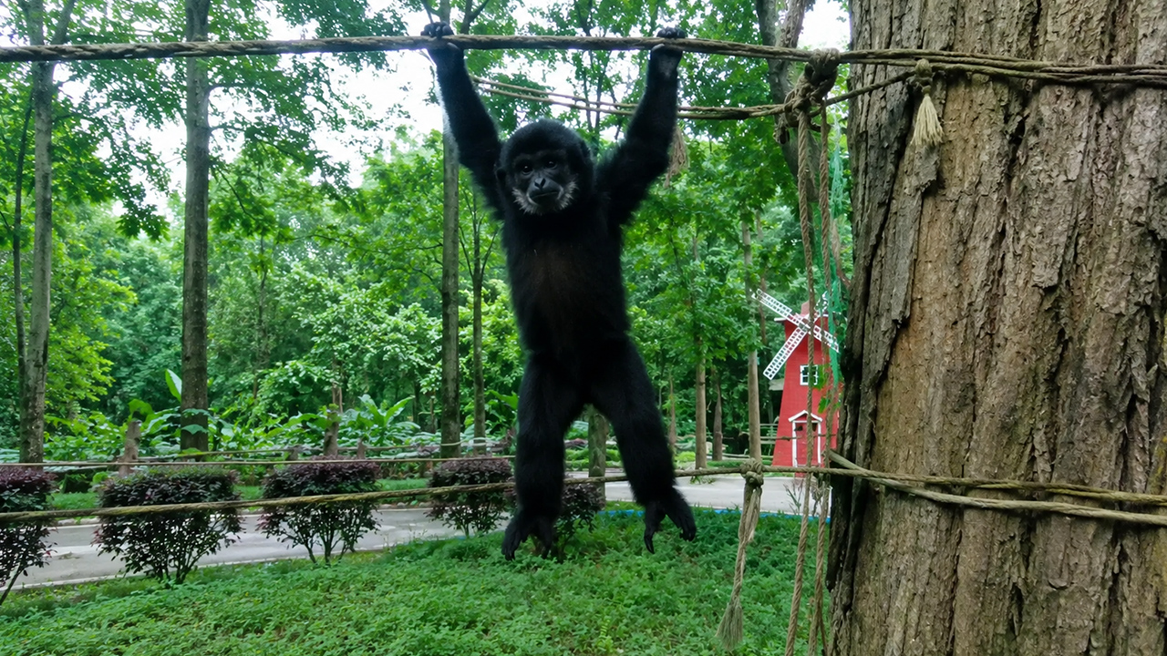 I filmed a funny monkey while it was being mischievous