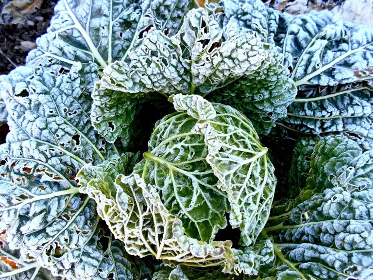 The best vegetables to plant in late summer for a bountiful winter harvest