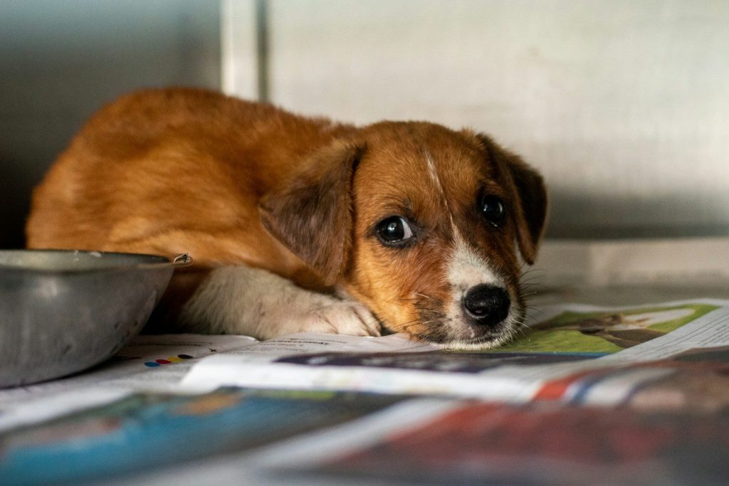A rise in rescues is helping orphaned and abandoned animals get adopted