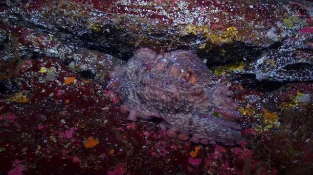 Video reveals giant Pacific octopus, kelp forests, and sea lions off ...
