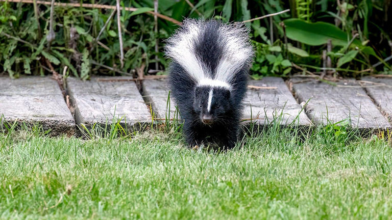 Popular household remedy for keeping skunks away dismissed as myth by ...