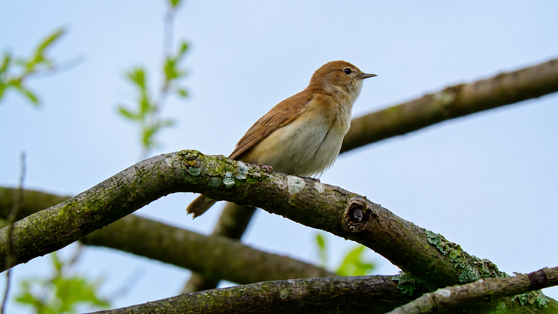 A small songbird pauses for a moment in front of a hidden camera