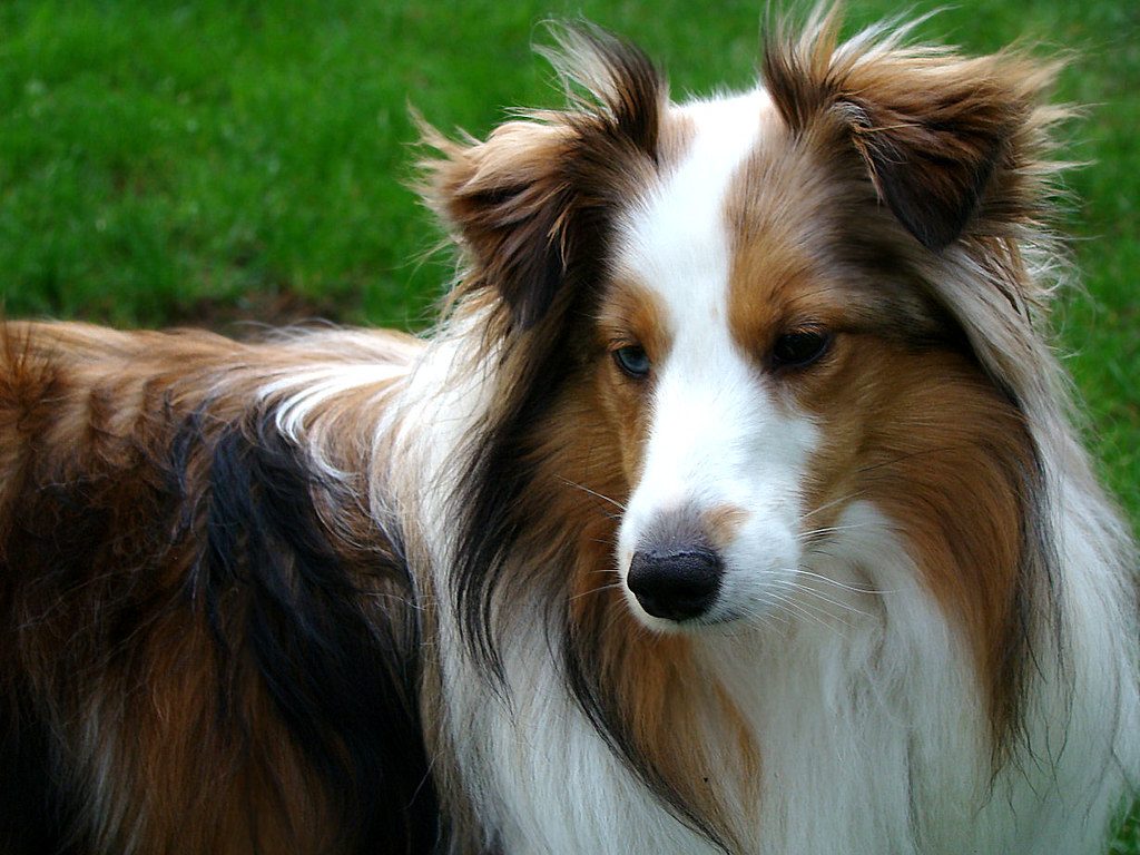 New travel requirements for certain animals moving from the US to Mexico