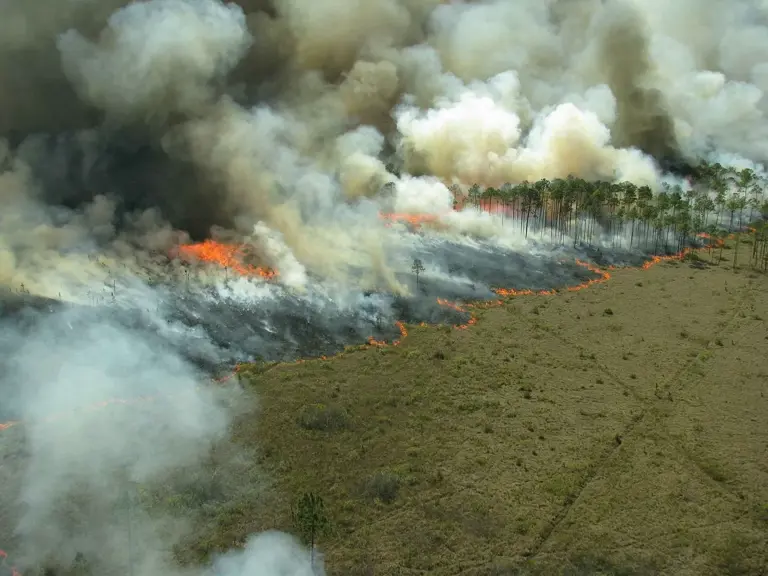 Why controlled burns are becoming our best weapon against massive wildfires