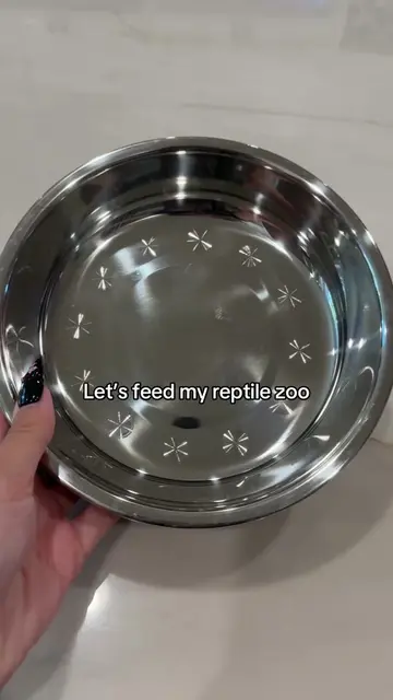 Feeding time with my hungry reptile zoo