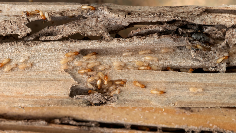 How to get rid of termites without tenting: 5 alternative methods to try
