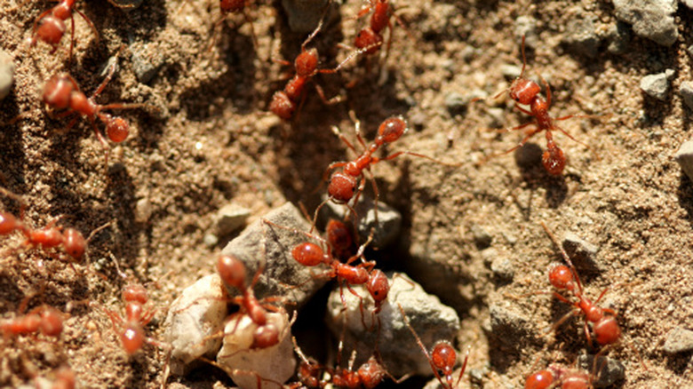 Fire ants can't stand this one natural fragrance
