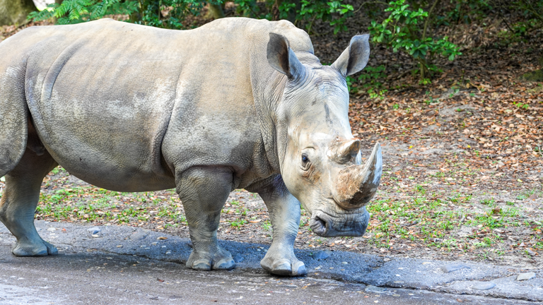 Why Disney's costuming team built a custom eye mask for a white rhino