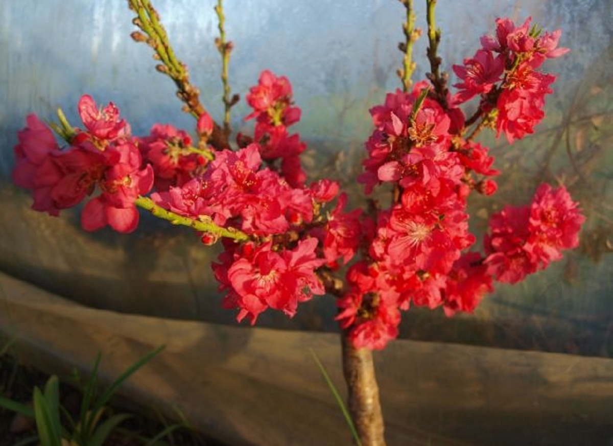 Melocotonero enano para terraza: guía completa de variedades y cuidados