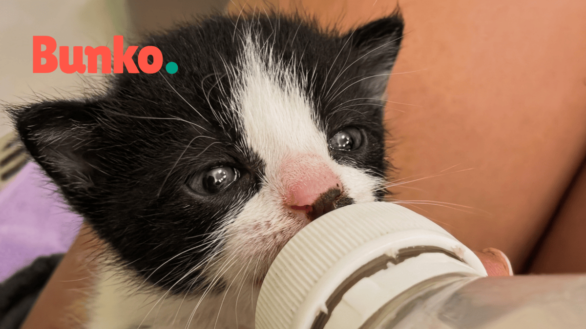 Chihiro apareció abandonada en una caja y terminó convirtiéndose en la ...