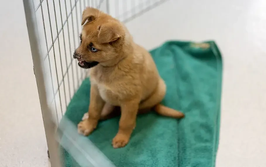 Experts outline essential steps to prevent puppy health risks