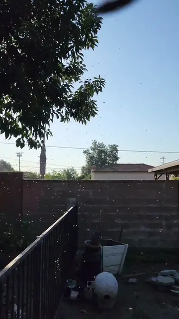 Thousands of bees fill a backyard box during wild swarm removal