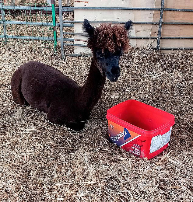 Elvis the alpaca on the 'naughty step' after spitting at guests and ...