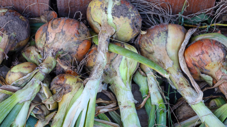 Onion fertilizers could be sabotaging your bulb's shelf life