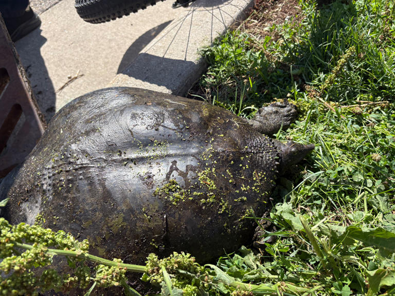 Monona Fire Department rescues turtle stuck in storm drain