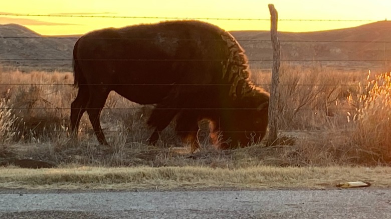 Forget Yellowstone, visit the Midwest's underrated hilly nature ...