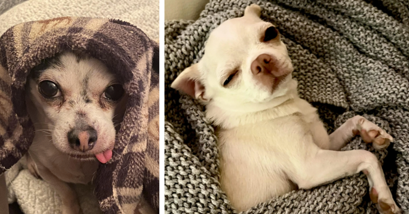 22 Chill Blanket Covered Chihuahuas fur Canine Lovers Current Conked ...