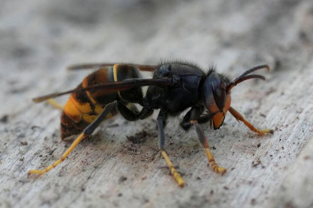 Georgia residents urged to watch for yellow-legged hornet nests that ...