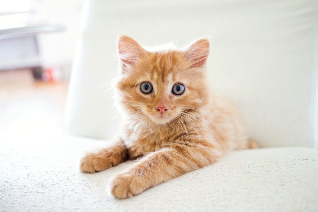 How a brave house cat saved an orphaned baby animal