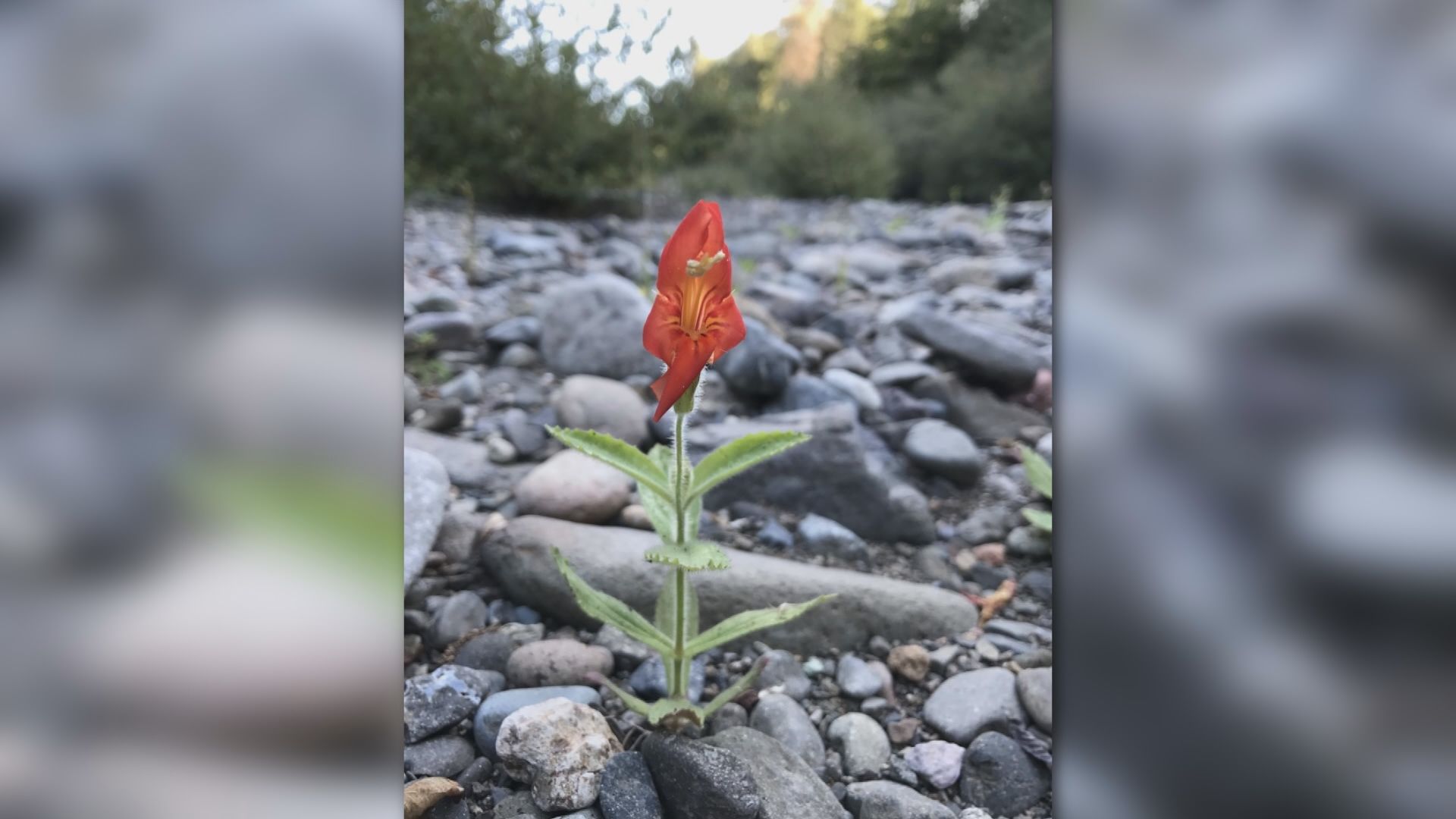 Climate science: Wild plants rescue themselves from record drought
