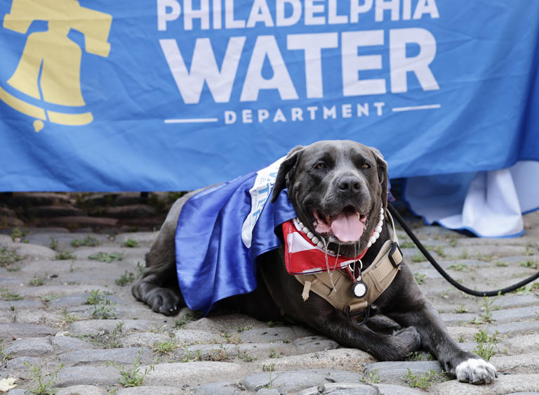 Philadelphia Water Department’s new spokesdog is Gracie Girl, an 8-year ...