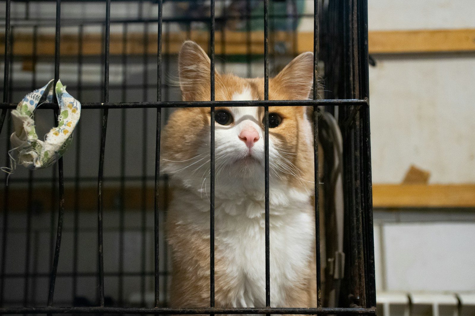 A rise in rescues is helping orphaned and abandoned animals get adopted