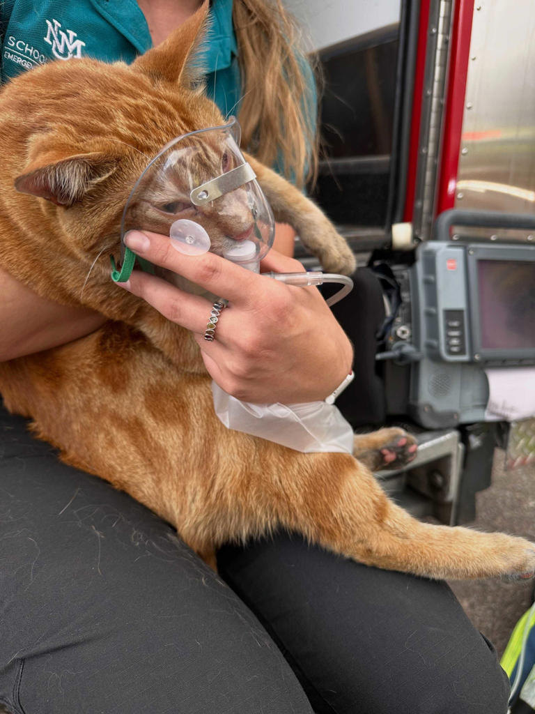 Cats rescued from house fire that displaced 4 residents