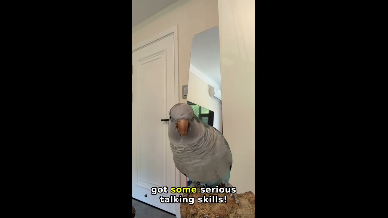 Parrot hilariously calls out dad indoors in China