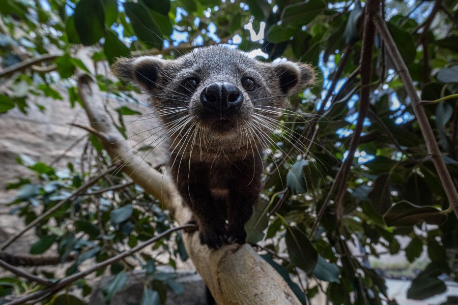 San Diego Zoo welcomes first binturong babies in 26 years