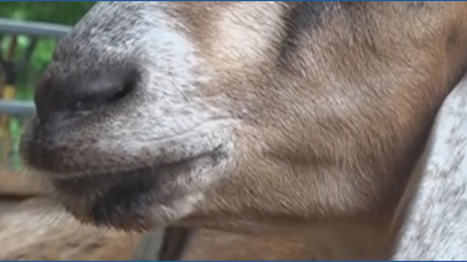 Maine dairy farmers celebrate Open Creamery Day