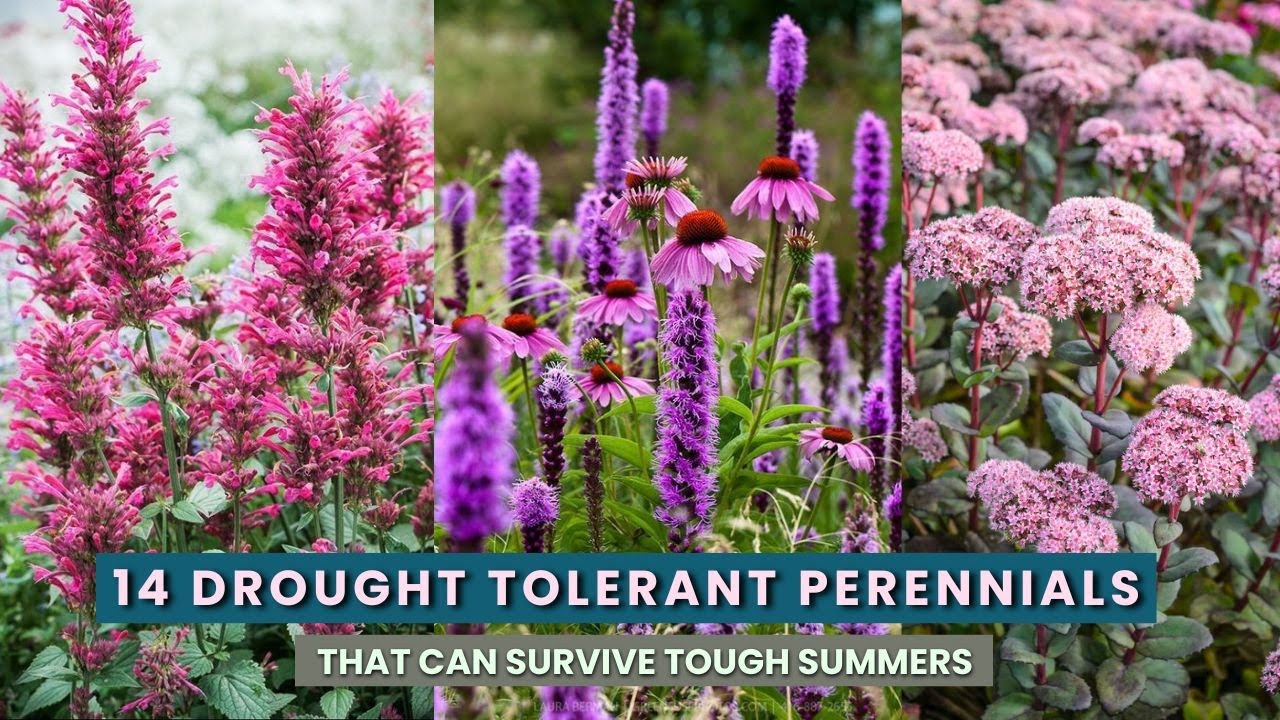 Hardy drought resistant perennials for low water gardens