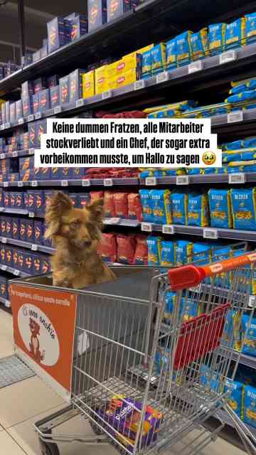 Mit dem Hund im Supermarkt unterwegs erleben