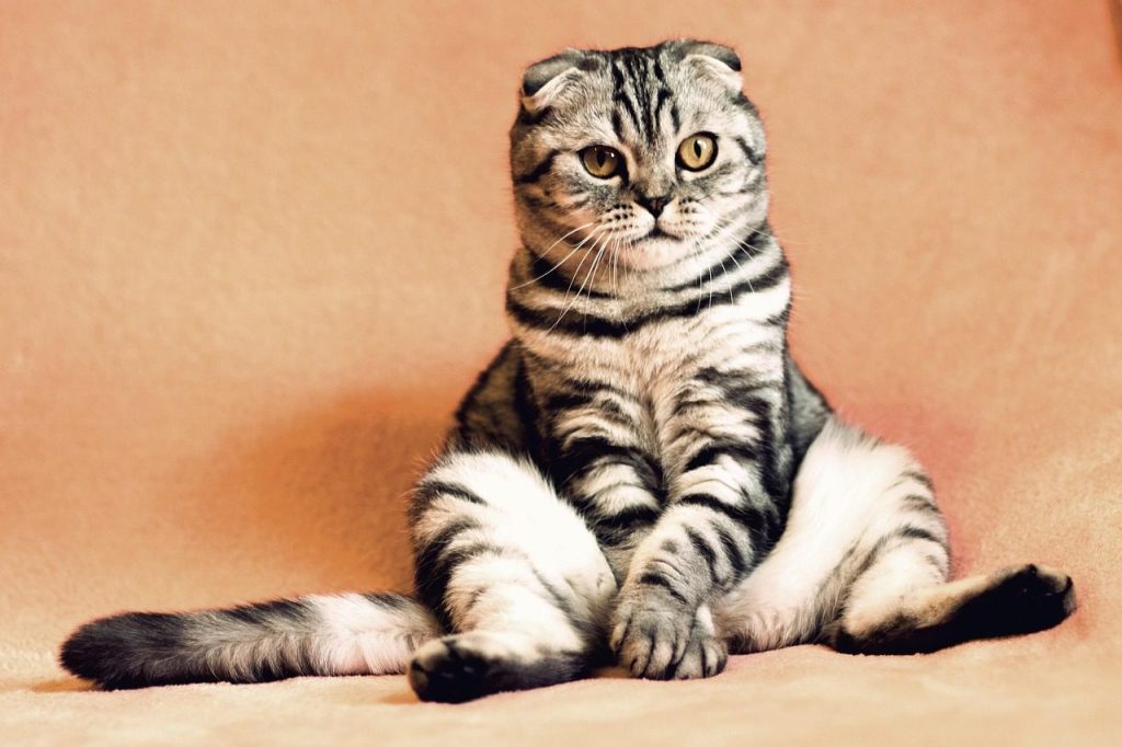 Why your chatty cat refuses to leave empty cardboard boxes