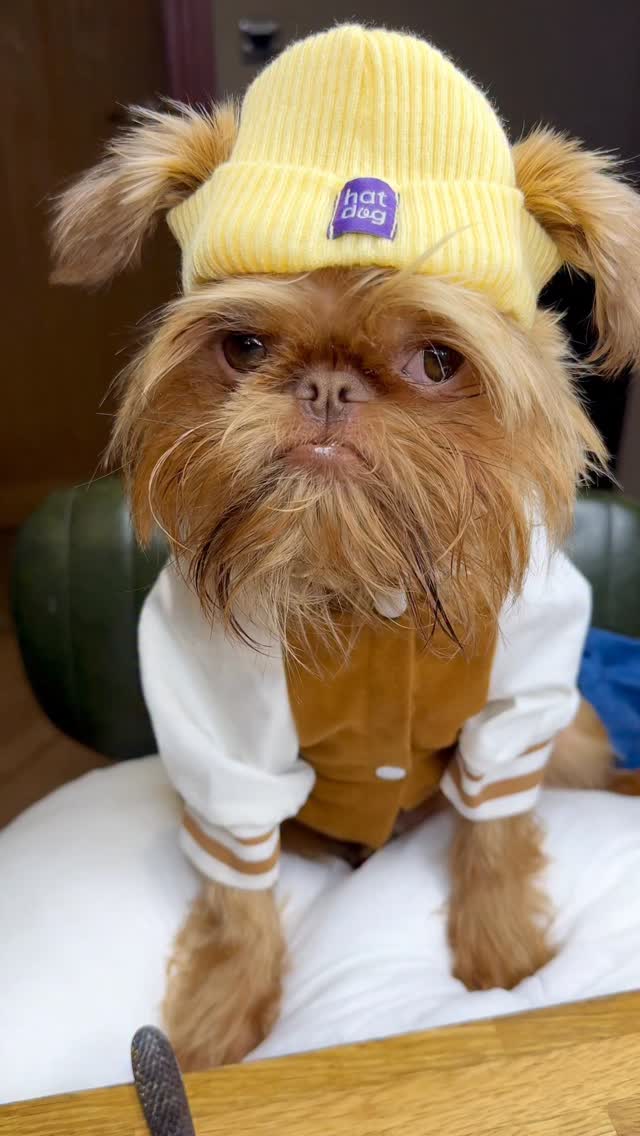 Grumpy dog in stylish hat