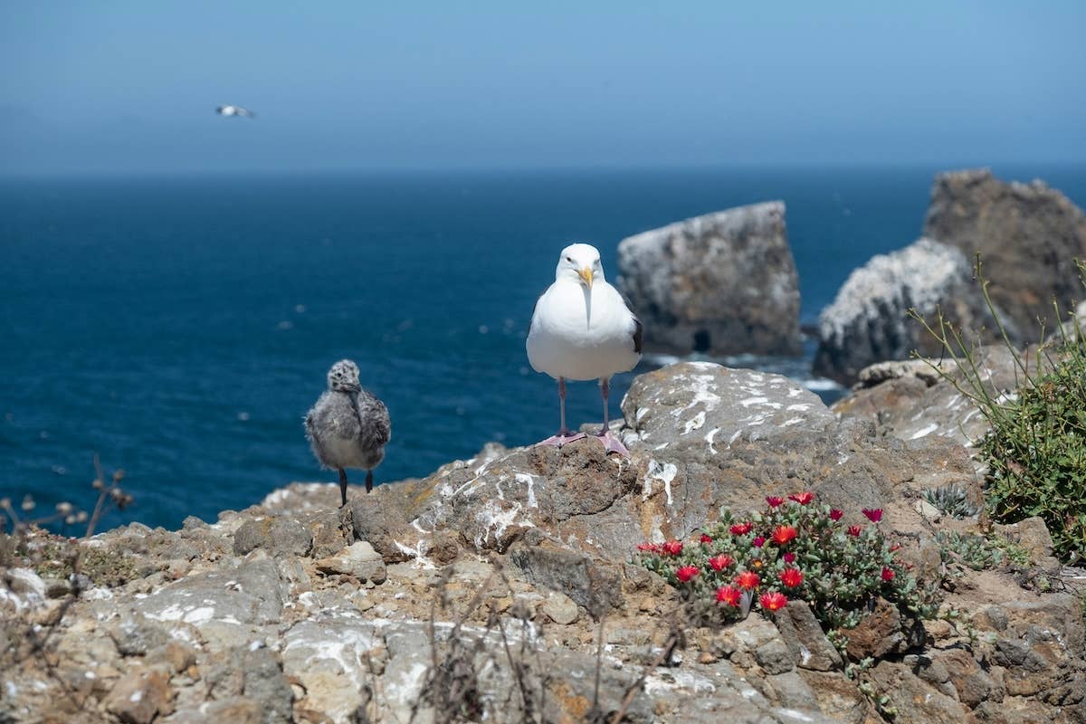 Discover the adorable cheeping sounds of baby seagulls in this cute video
