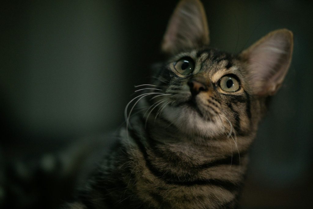 The truth about the smallest cat breeds in the world