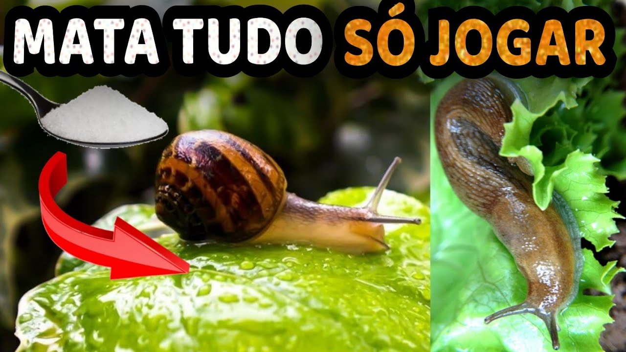 Como eliminar lesmas e caracóis da horta sem gastar nada