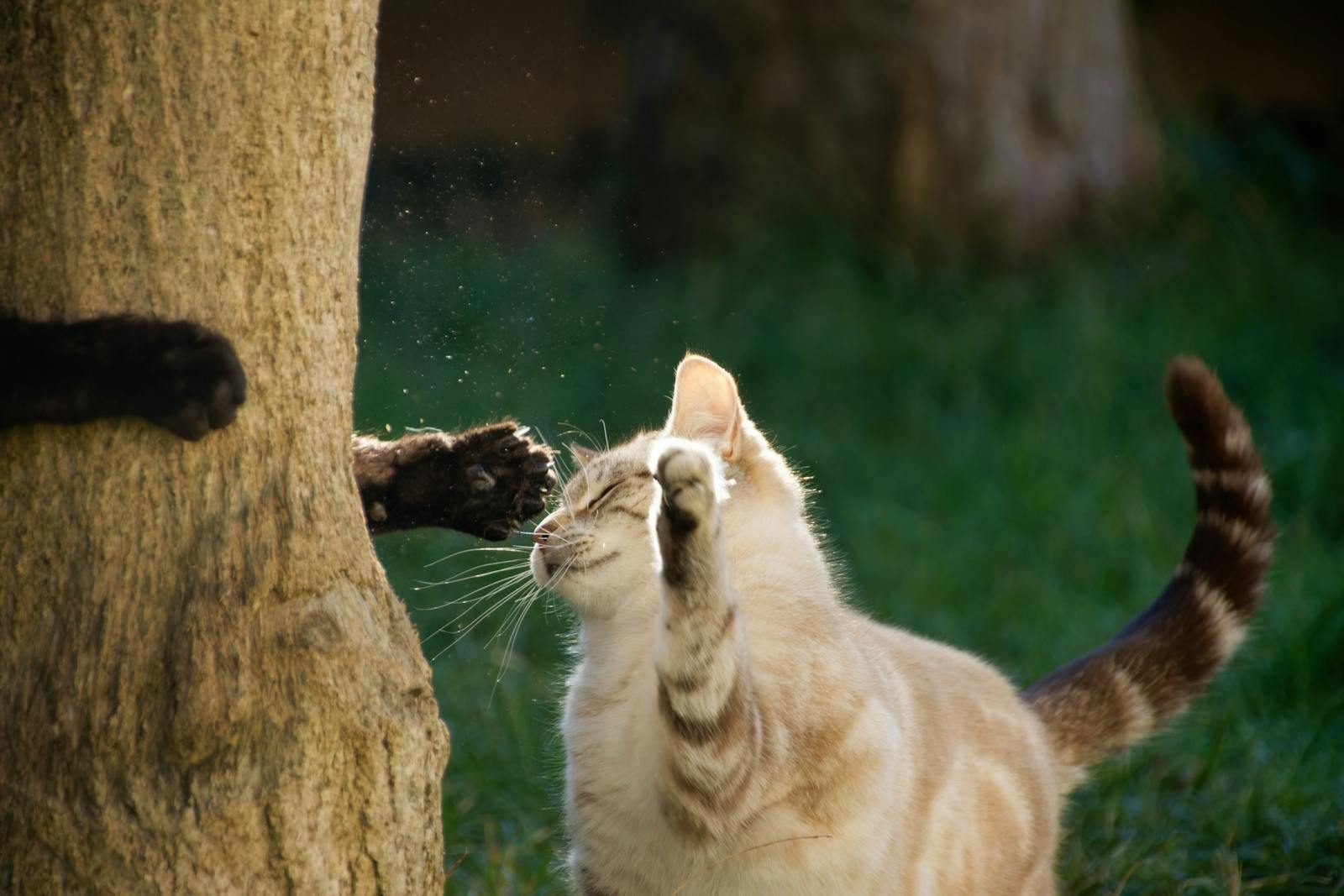 Why do your cats start sudden and loud slap fights?