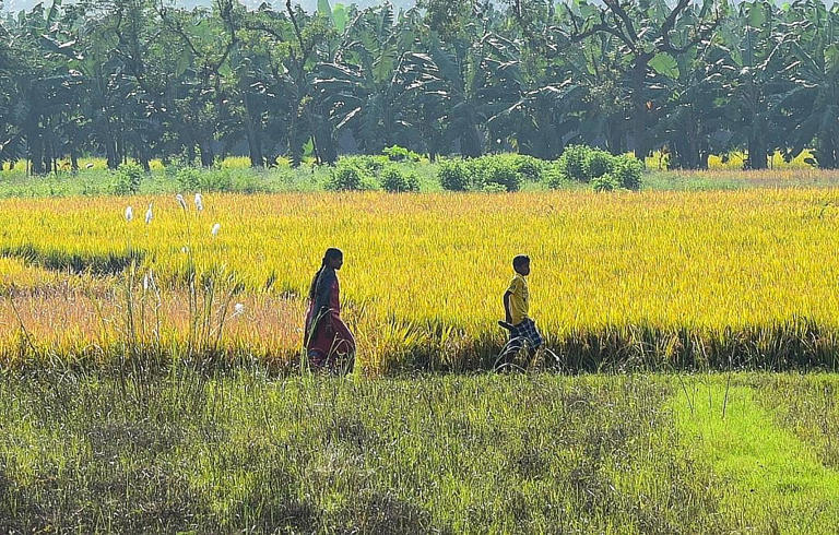 Telangana ryots asked to shift to less water-intensive crops