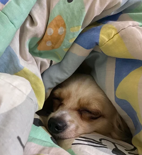 22 Chill Blanket Covered Chihuahuas fur Canine Lovers Current Conked ...