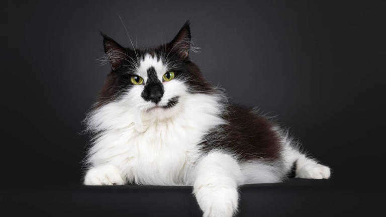 Cat's permanent smirk makes him look like he's 'silently judging you' 24/7