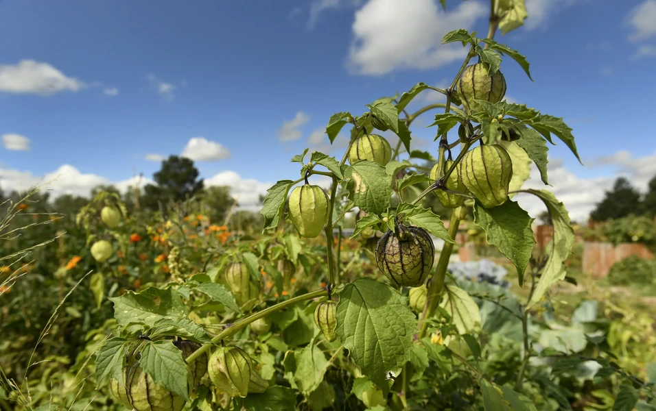 Experts urge tomatillo growers to plant in pairs for fruit set