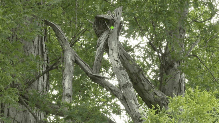Local arborist gives tips on spotting dangerous tree branches, limbs