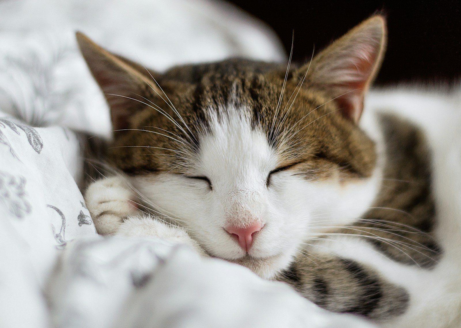 What your sleeping cat is actually dreaming about