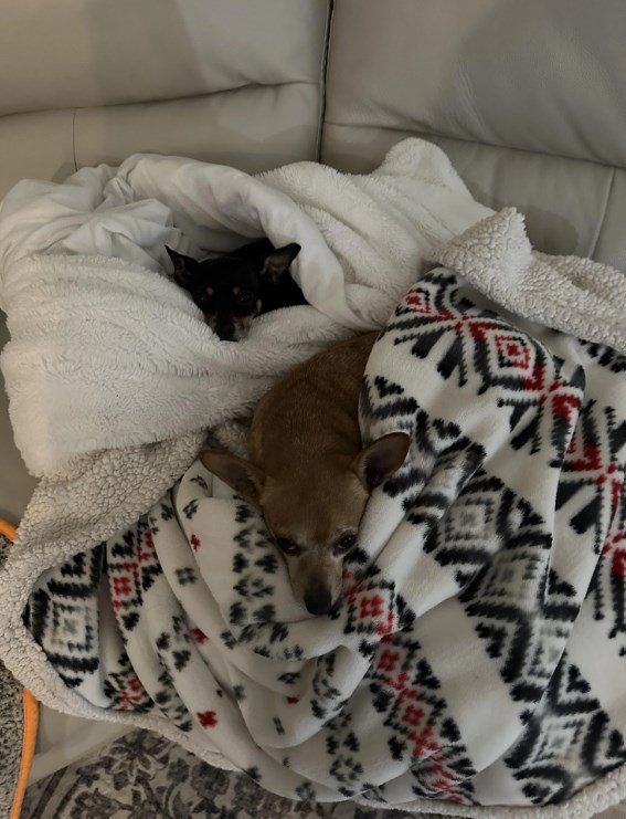 22 Chill Blanket Covered Chihuahuas fur Canine Lovers Current Conked ...