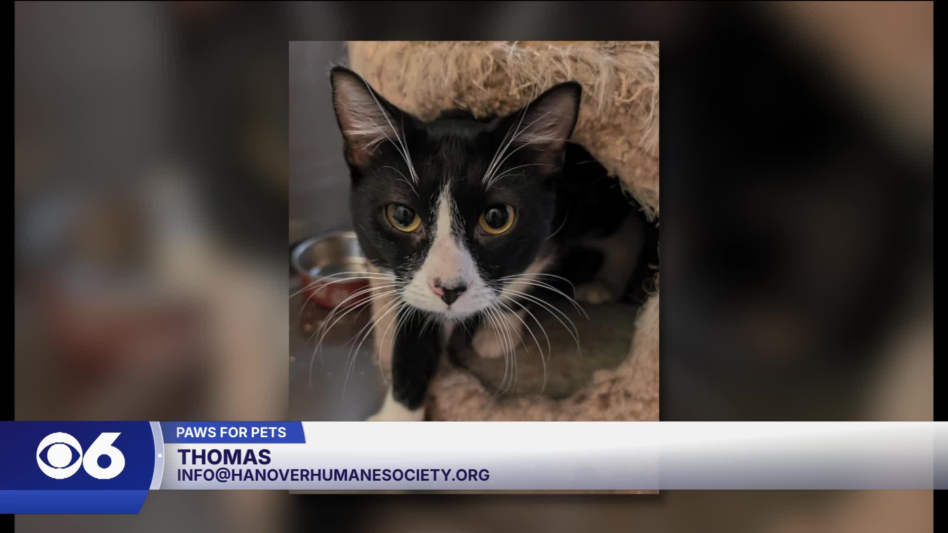 Paws for pets: Thomas, a sweet, cautious boy who is a true love bug!