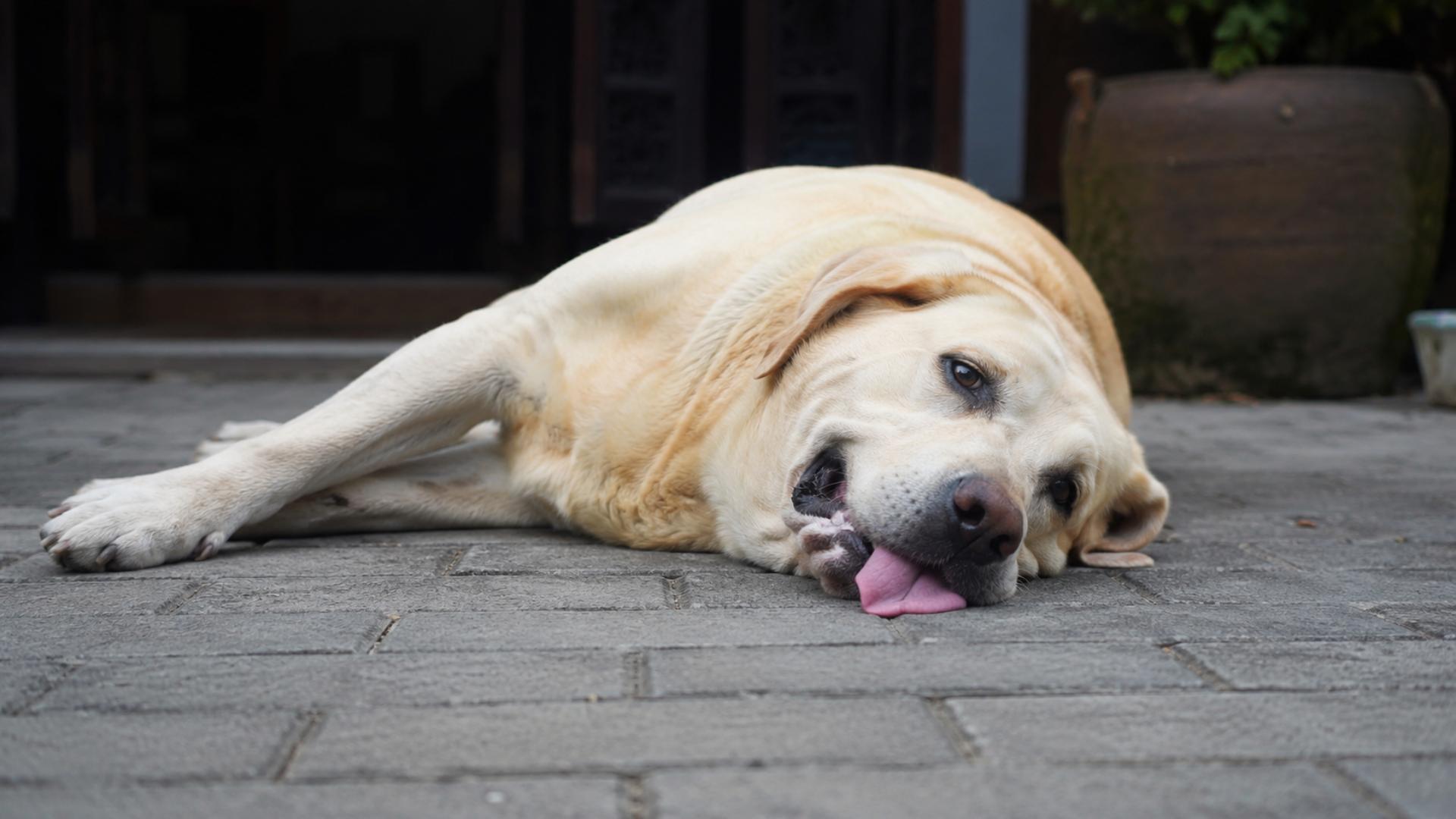 Your lab is literally melting right now